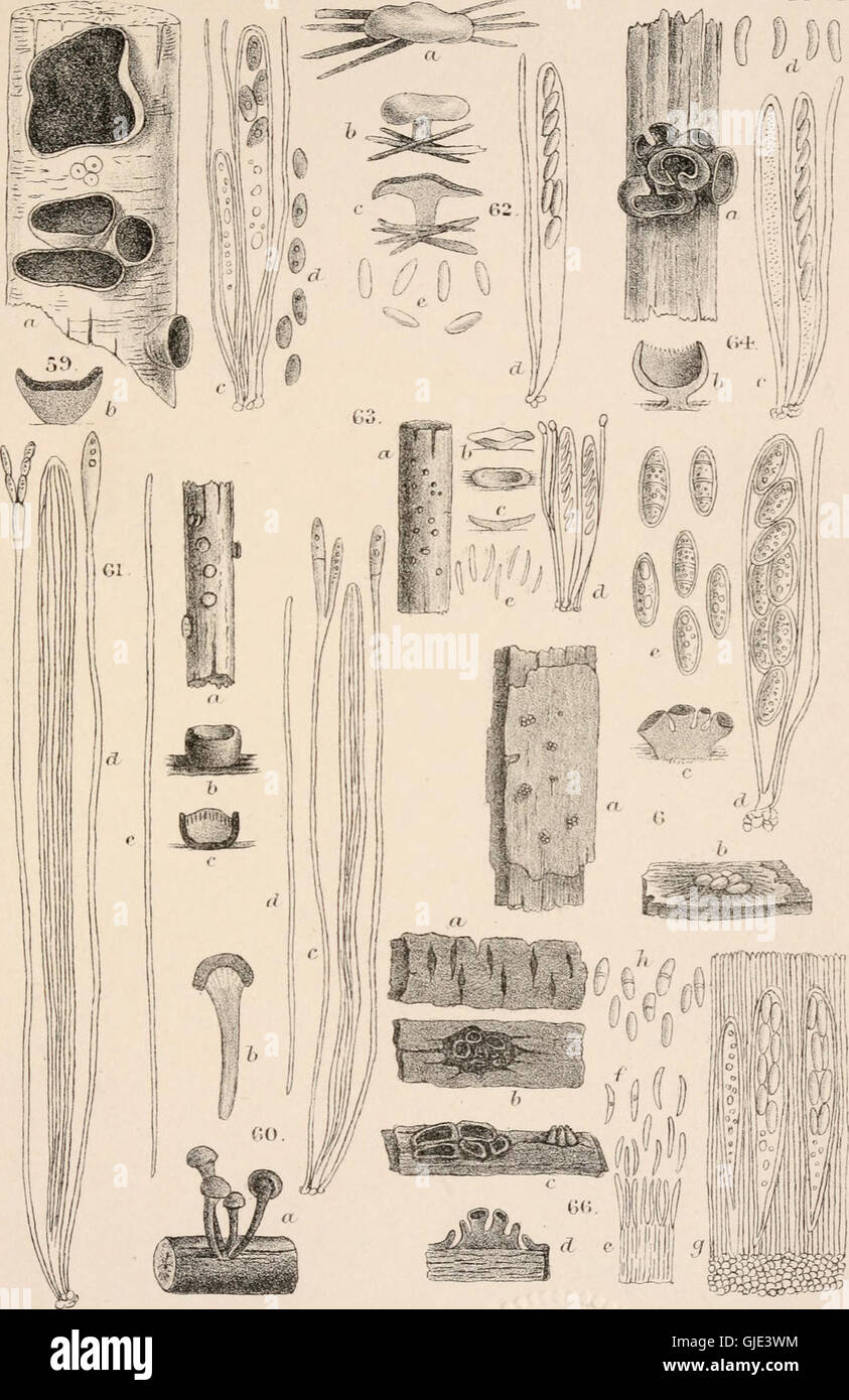 This manual provides detailed descriptions of British Discomycetes ...
