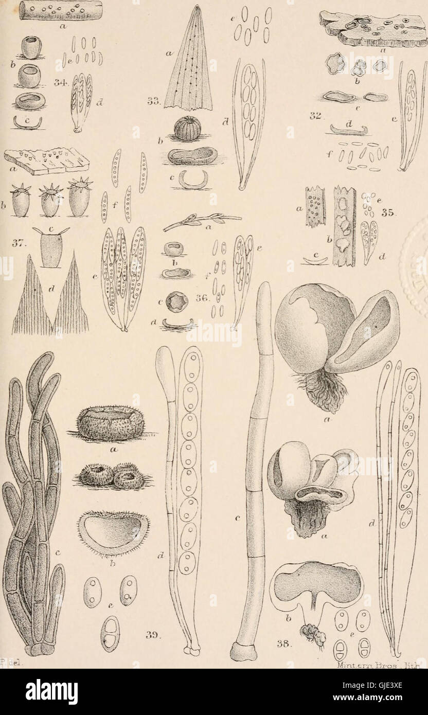 This manual provides detailed descriptions of British Discomycetes ...