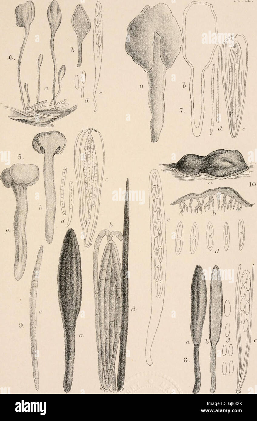 A 1893 manual on British Discomycetes, describing various species of ...