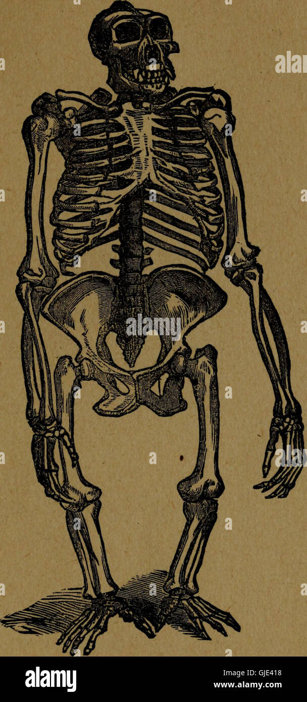 This title details the travels of famous African explorers like ...