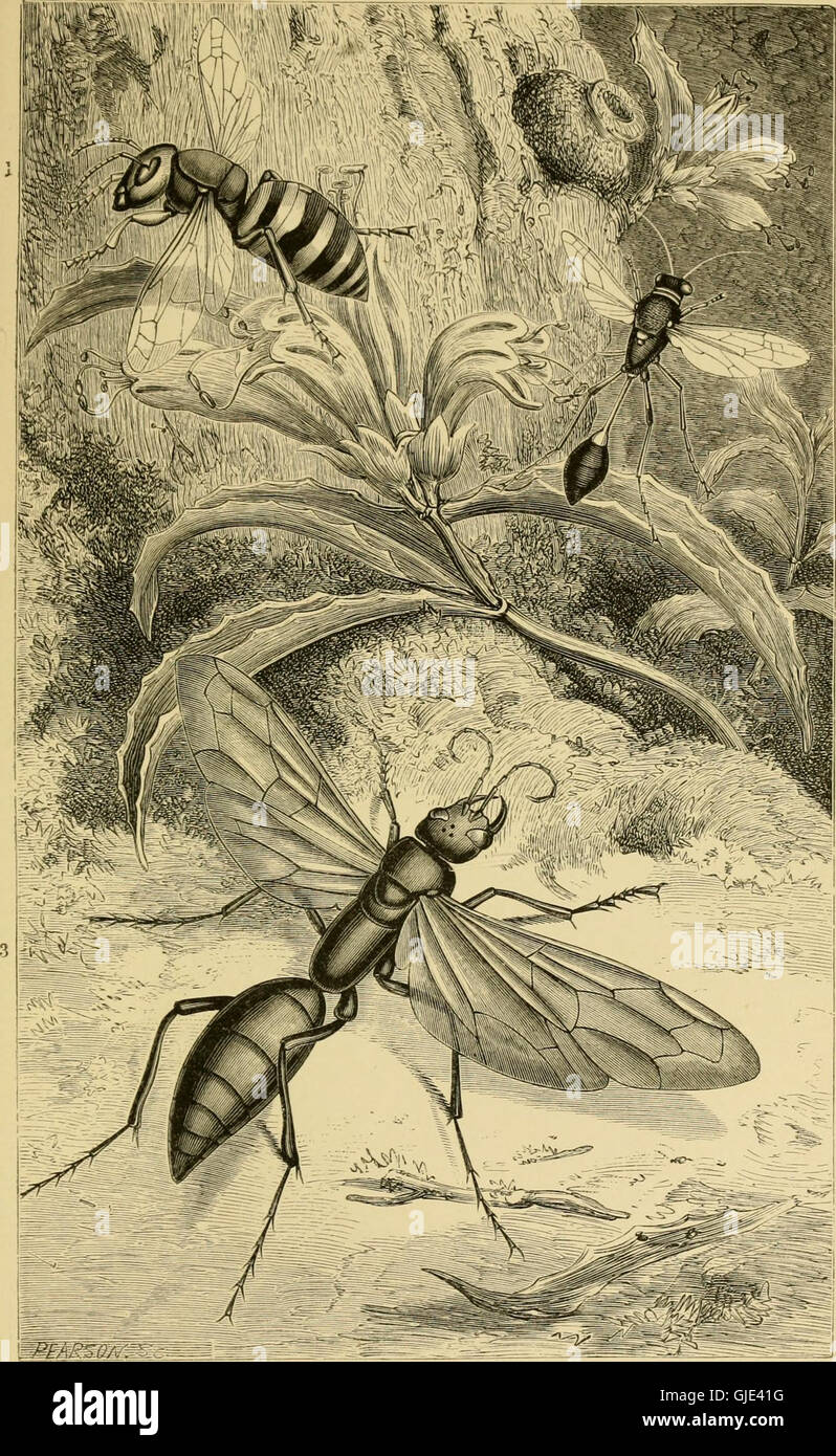A popular 1883 account of foreign insects, focusing on their structure ...