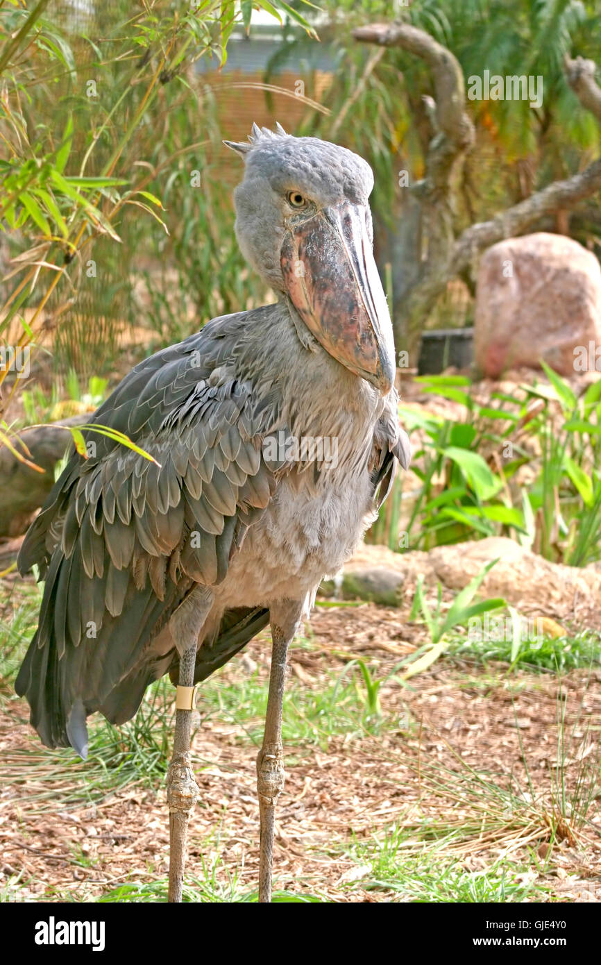 An older looking Shoebill Stork standing up Stock Photo - Alamy