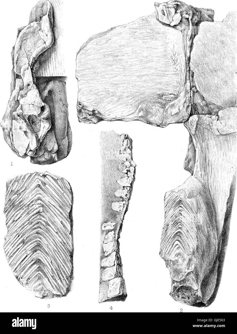 This publication examines reptilian fossils discovered in the Triassic ...