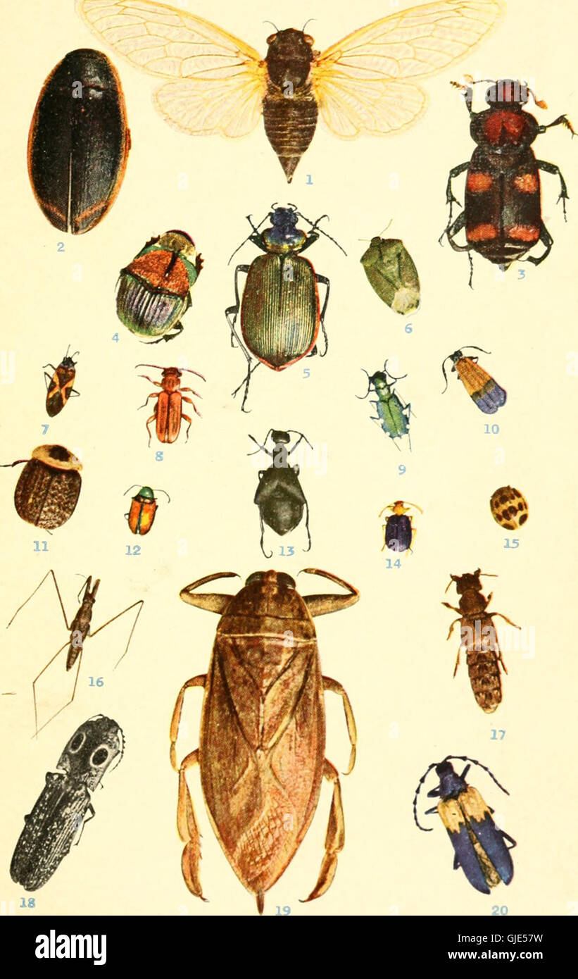 This 1915 book introduces young readers to the world of insects ...