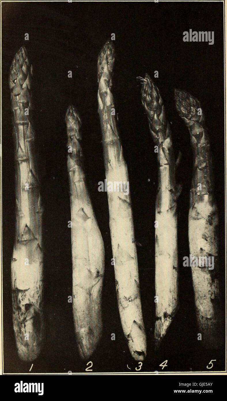 This document outlines the methods used to breed asparagus plants with ...