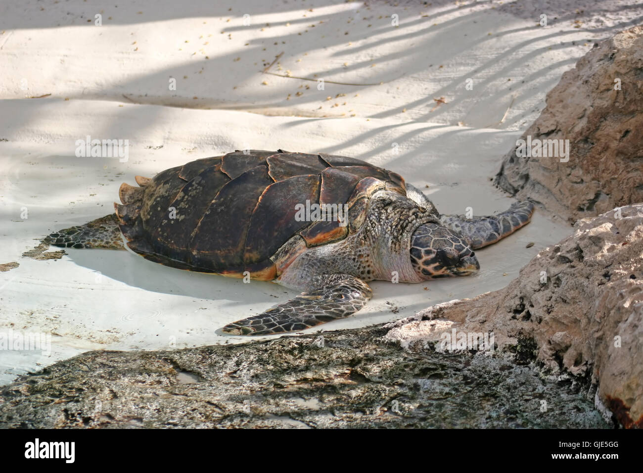 A turtle resting, asleep on the beach Stock Photo - Alamy