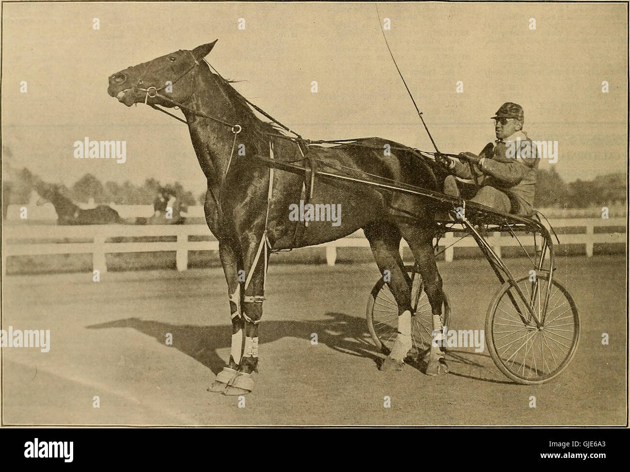 Breeder and sportsman (1904 Stock Photo - Alamy