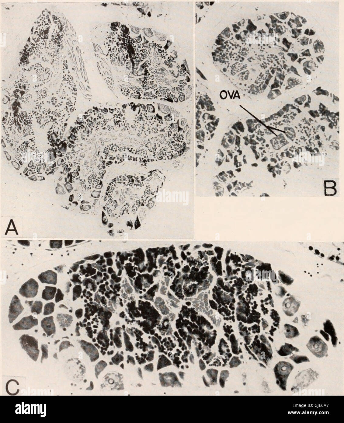 The Biological bulletin Stock Photo - Alamy