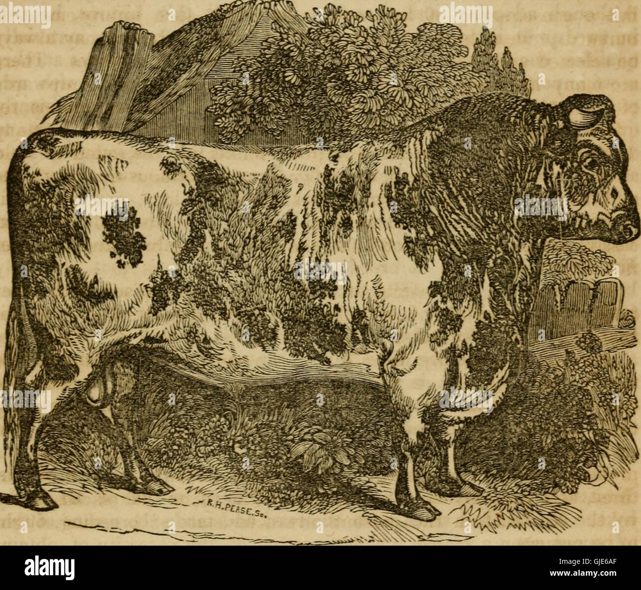 This 1851 work depicts cattle, reflecting agricultural life in the mid ...