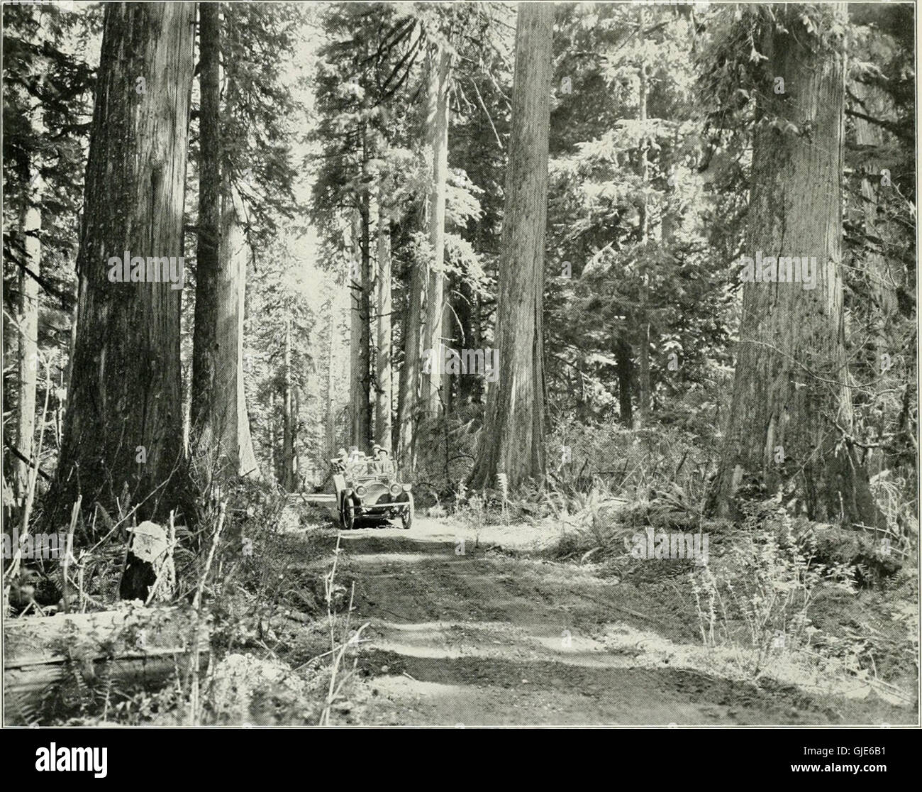 This document, titled 'American Forestry (1910-1923)', highlights the ...