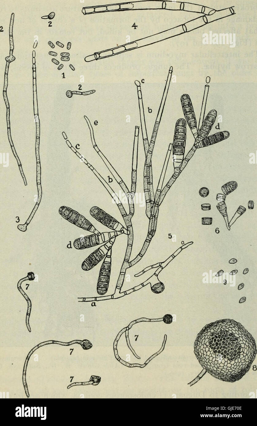 This is a stamp from the early 20th century depicting the 'Text-Book of ...