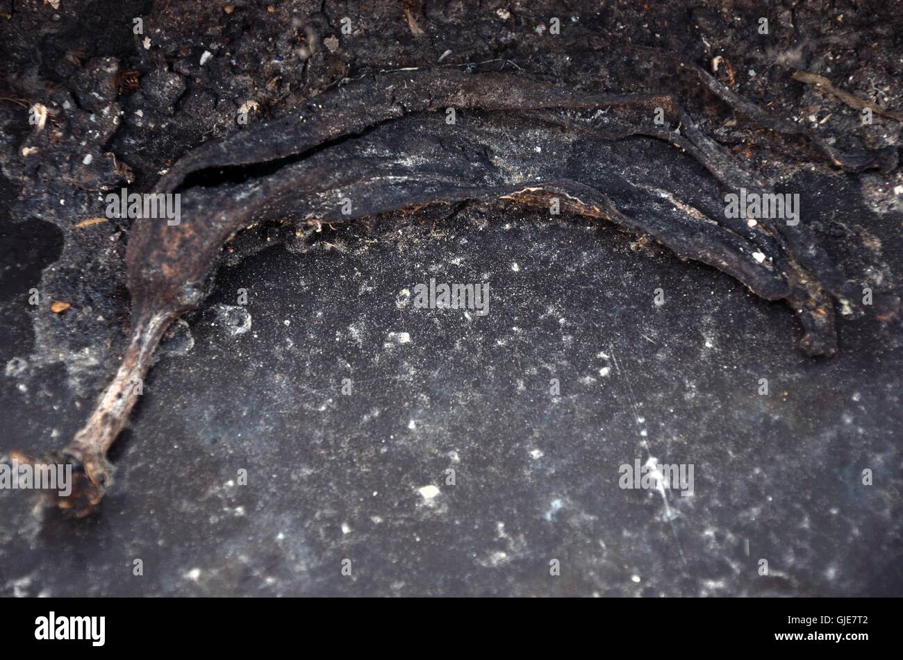 Rotten littered old banana Stock Photo - Alamy