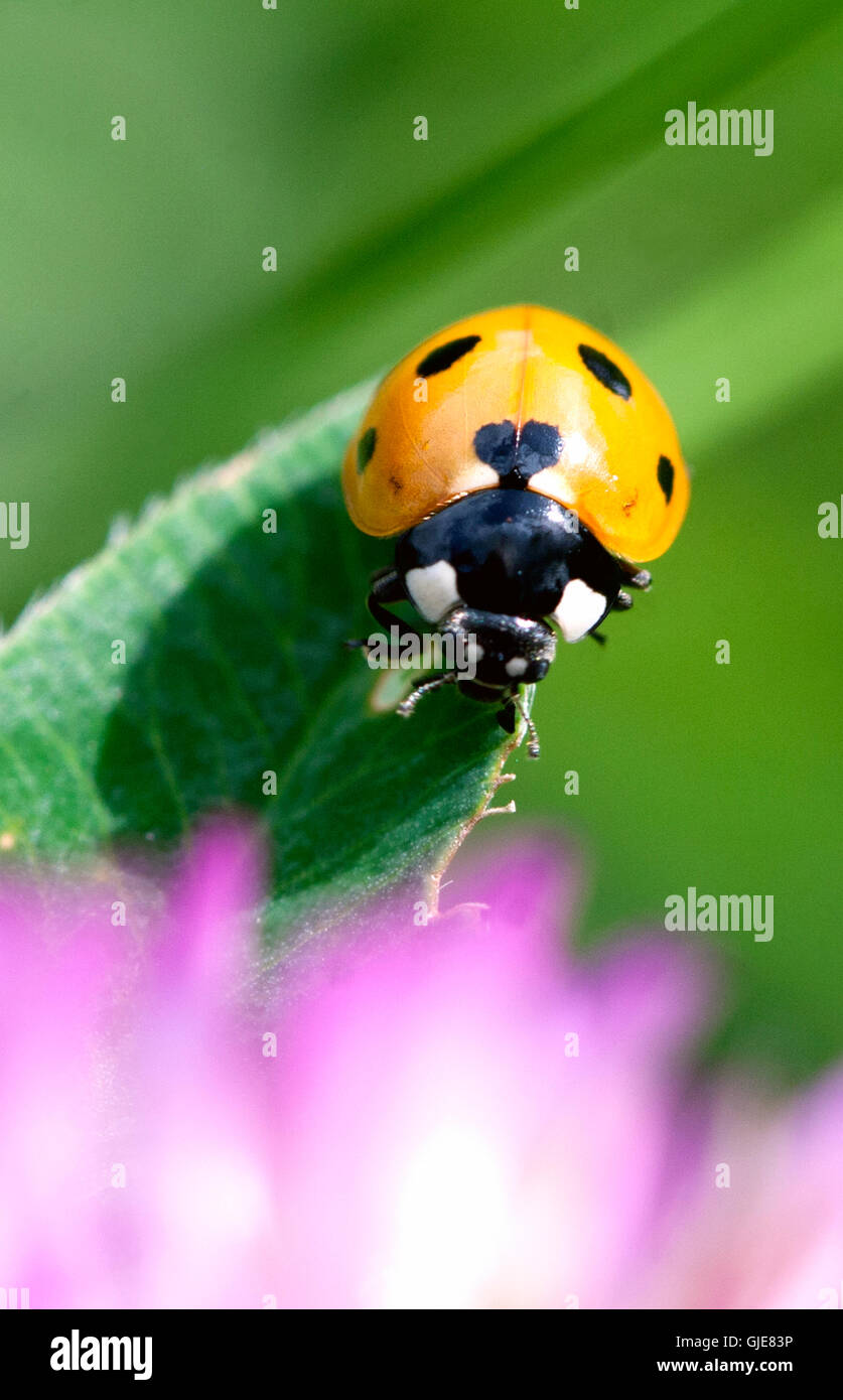 Ladybug on leaf hi-res stock photography and images - Alamy