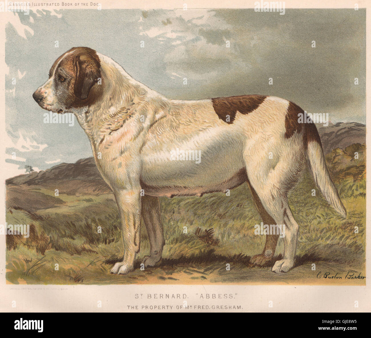 St bernard dogs hi-res stock photography and images - Alamy