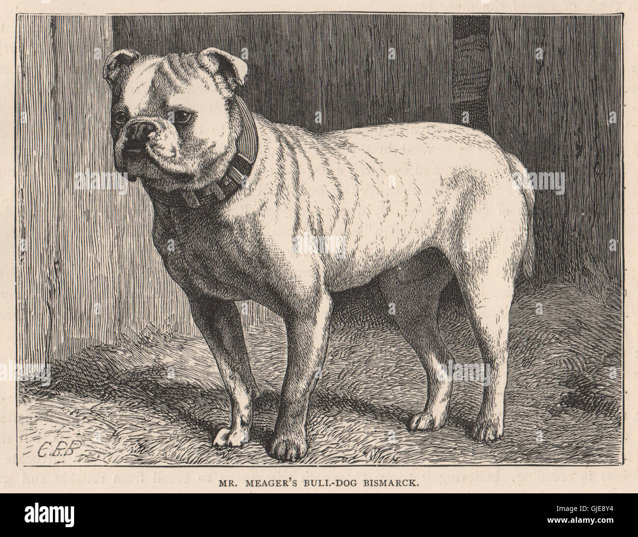 Mr bull hi-res stock photography and images - Alamy