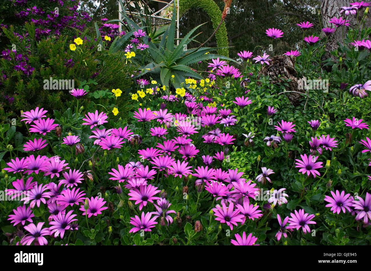 Daisy garden hi-res stock photography and images - Alamy