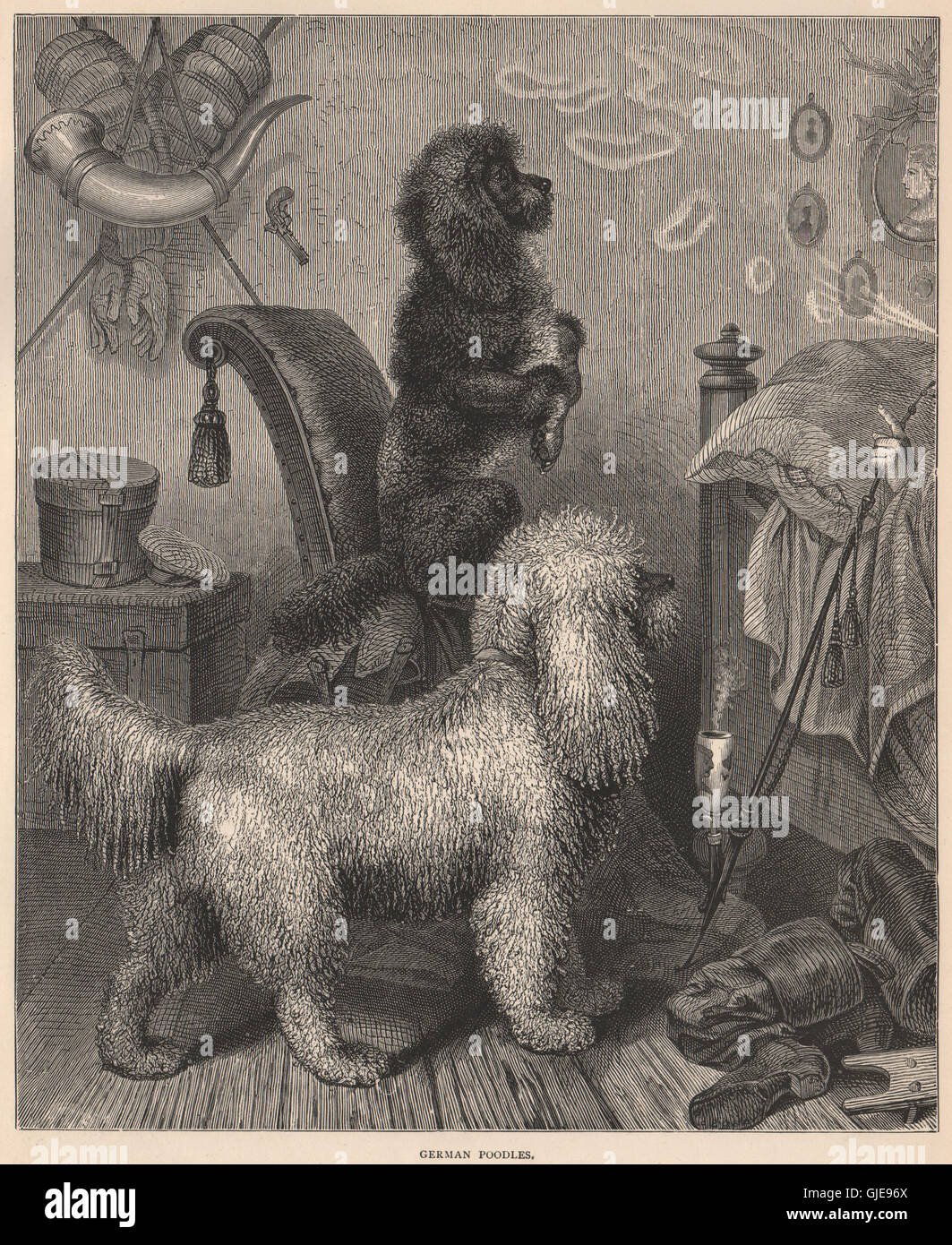 DOGS. German Poodles, antique print 1881 Stock Photo - Alamy