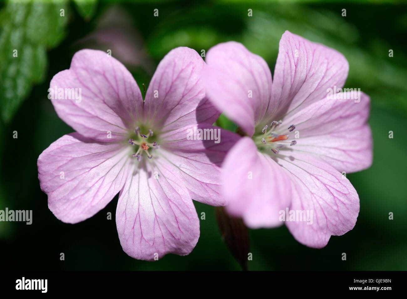 Common geranium hi-res stock photography and images - Alamy