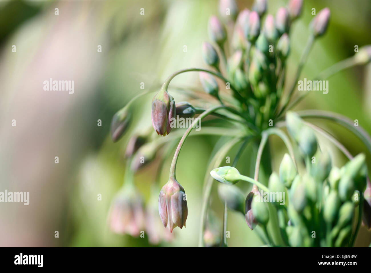 nectaroscordum siculum wild garden - sensitive buds bursting with ...