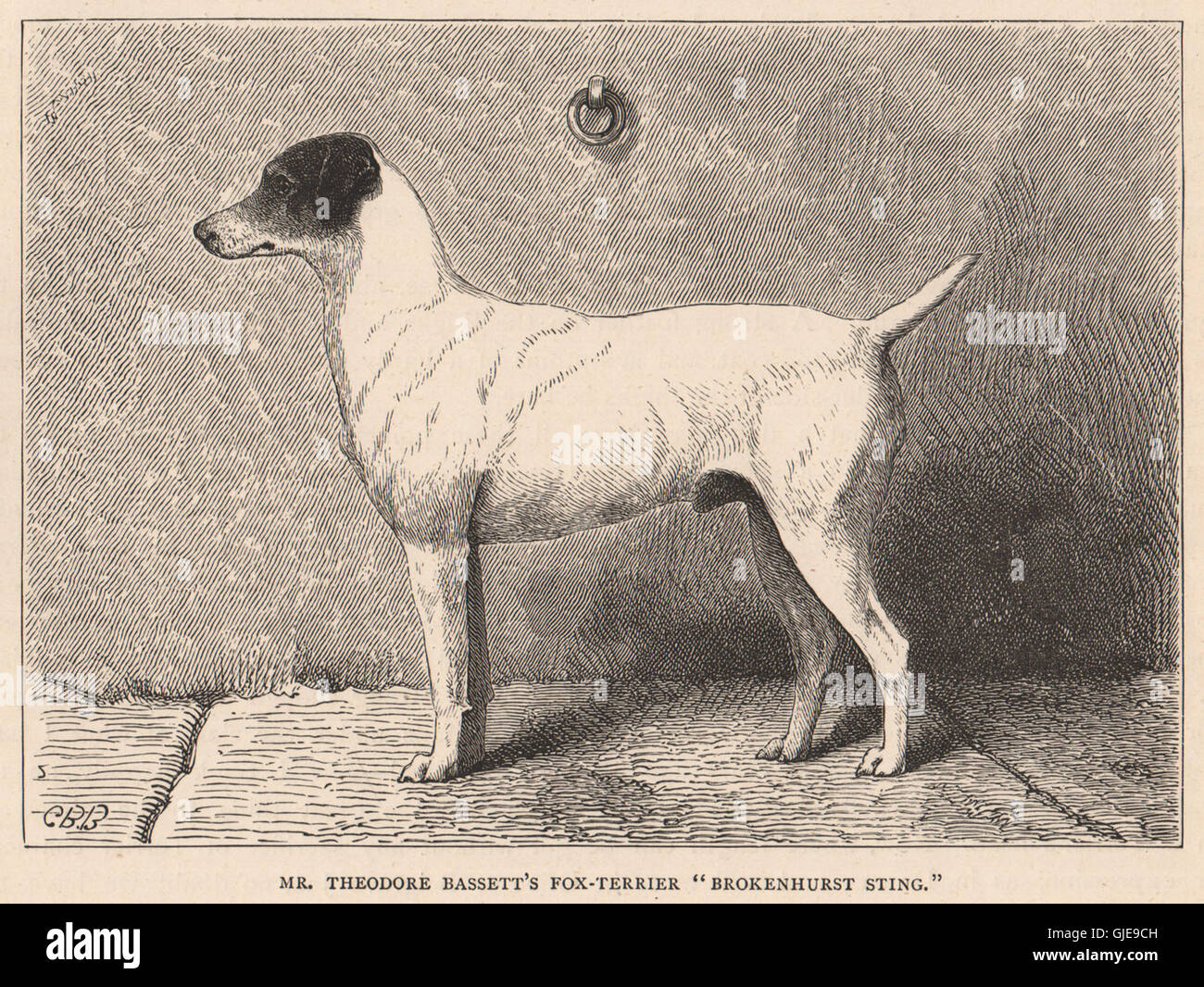 Old fox terrier hi-res stock photography and images - Alamy