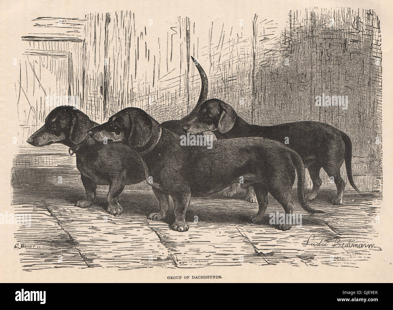 Group of dachshunds hi-res stock photography and images - Alamy