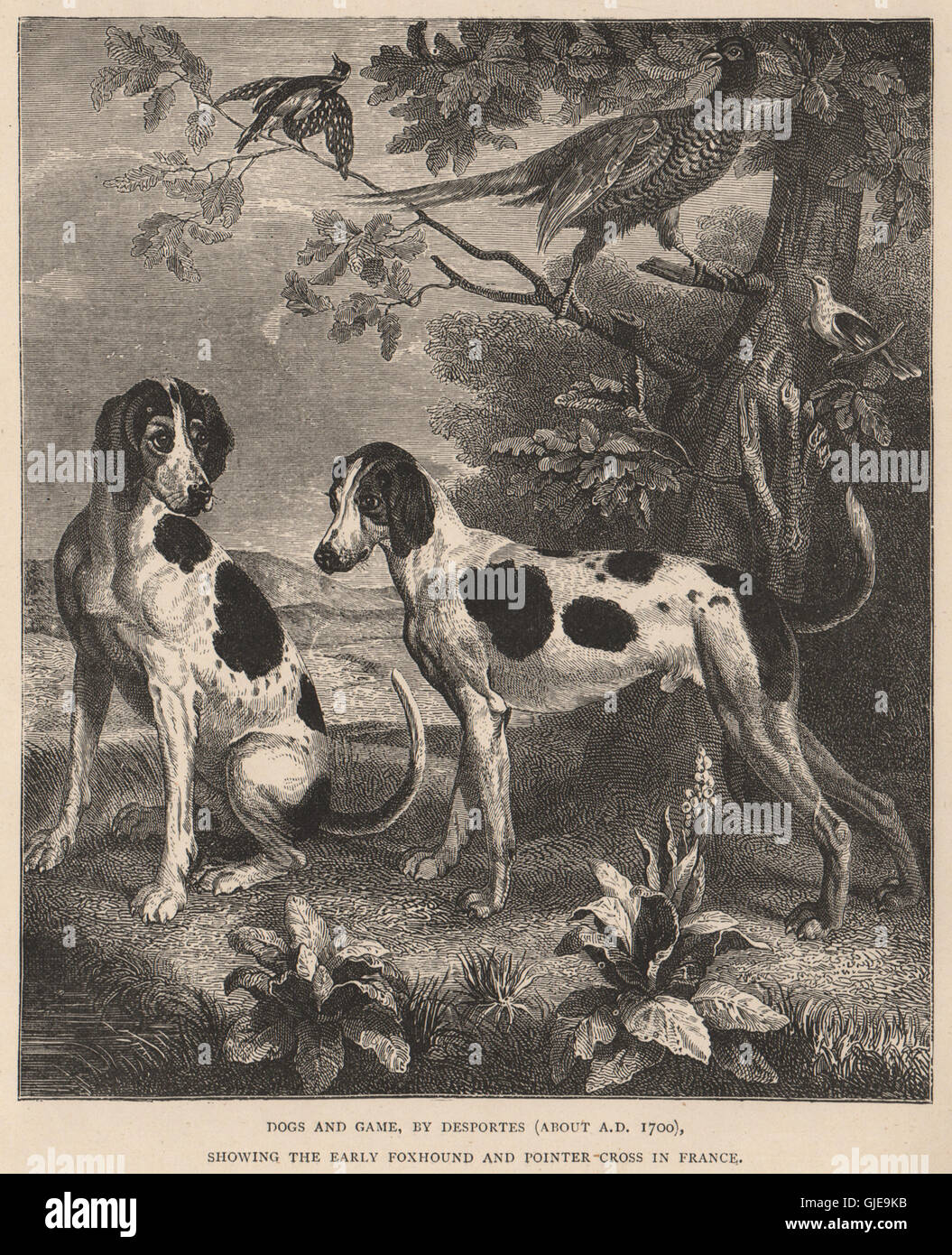 Vintage pointer dog hi-res stock photography and images - Alamy
