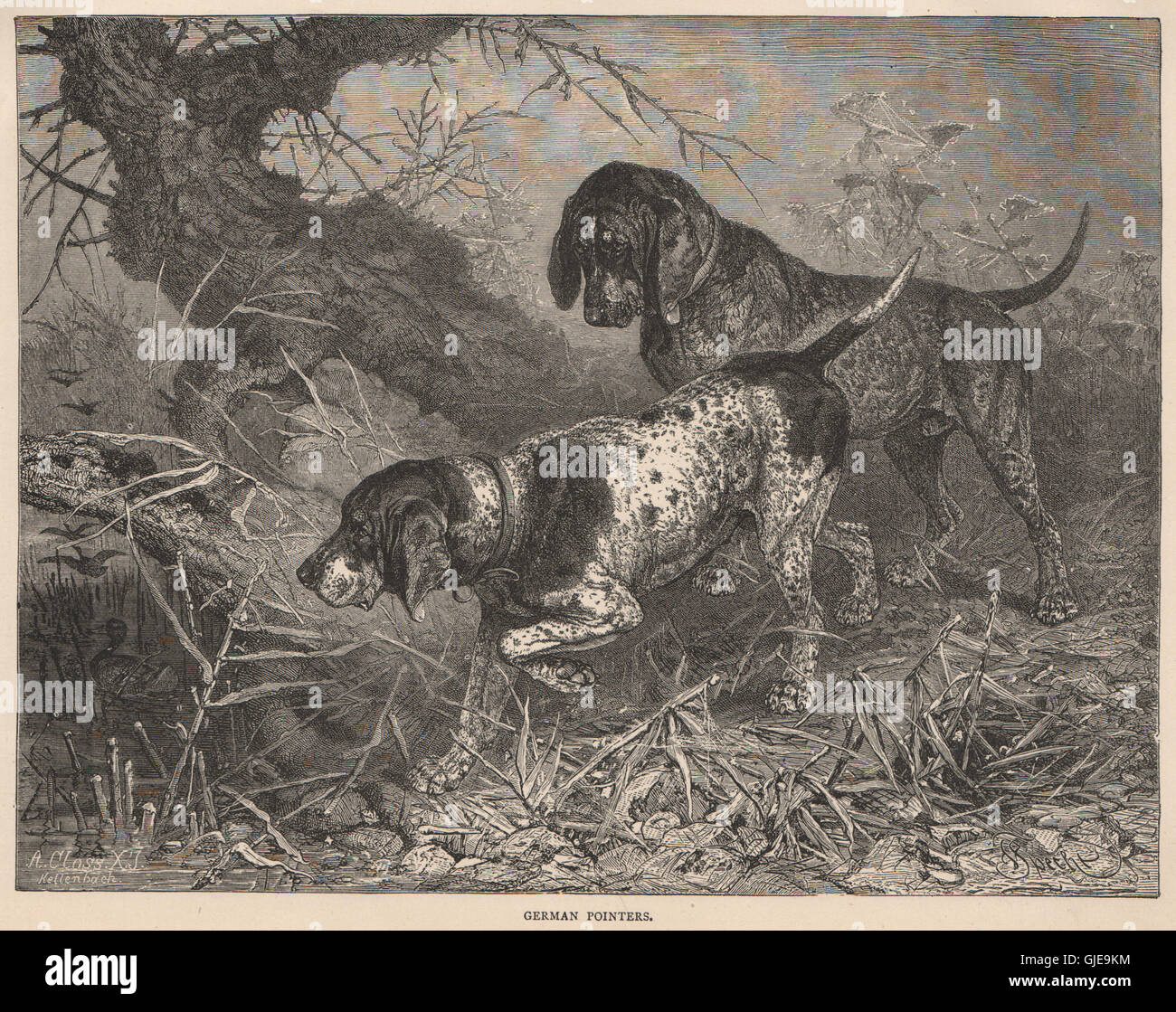 Germany 1881 hi-res stock photography and images - Alamy