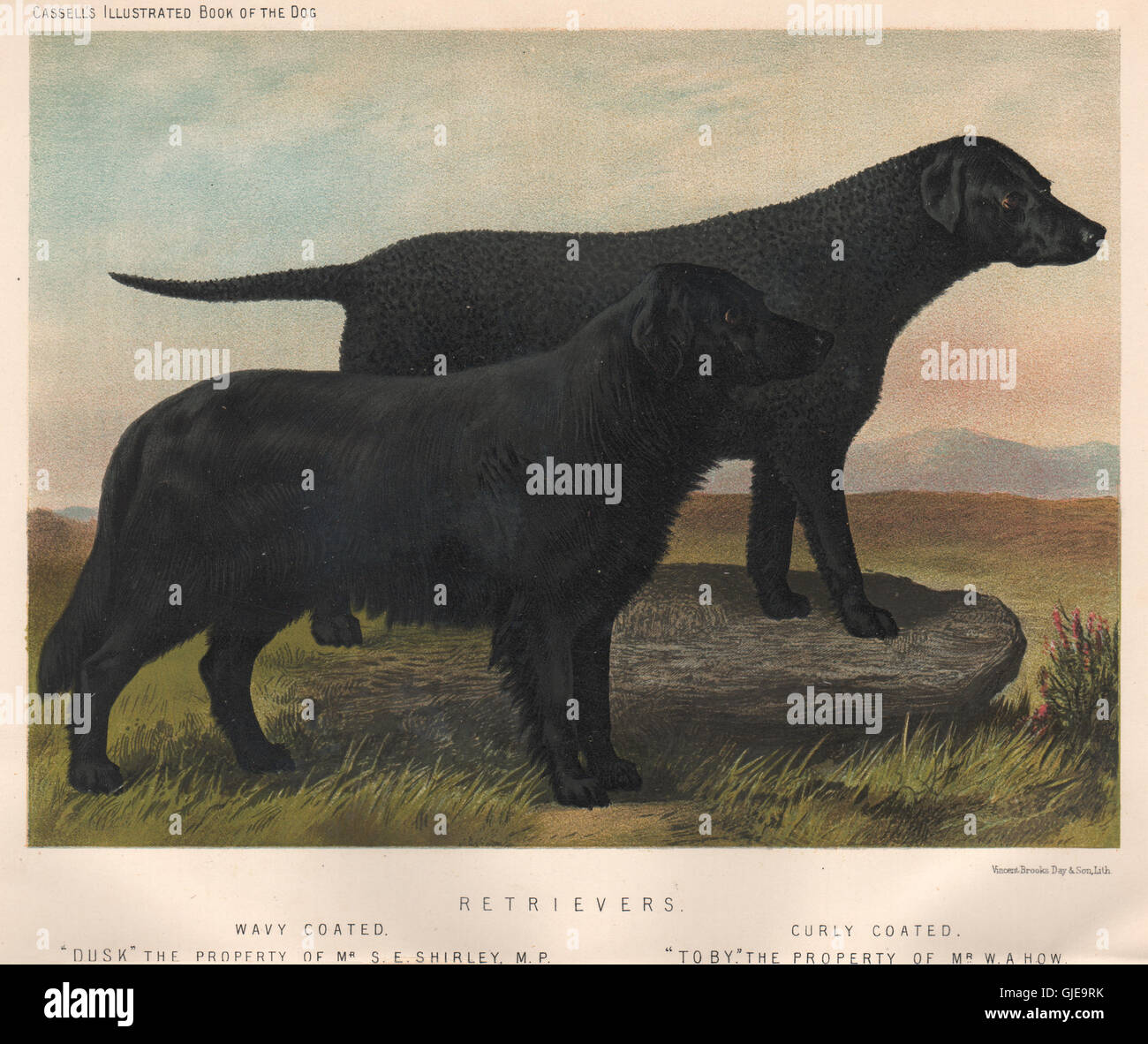 DOGS. Retrievers; Wavy Coated; "Dusk", antique print 1881 Stock Photo ...