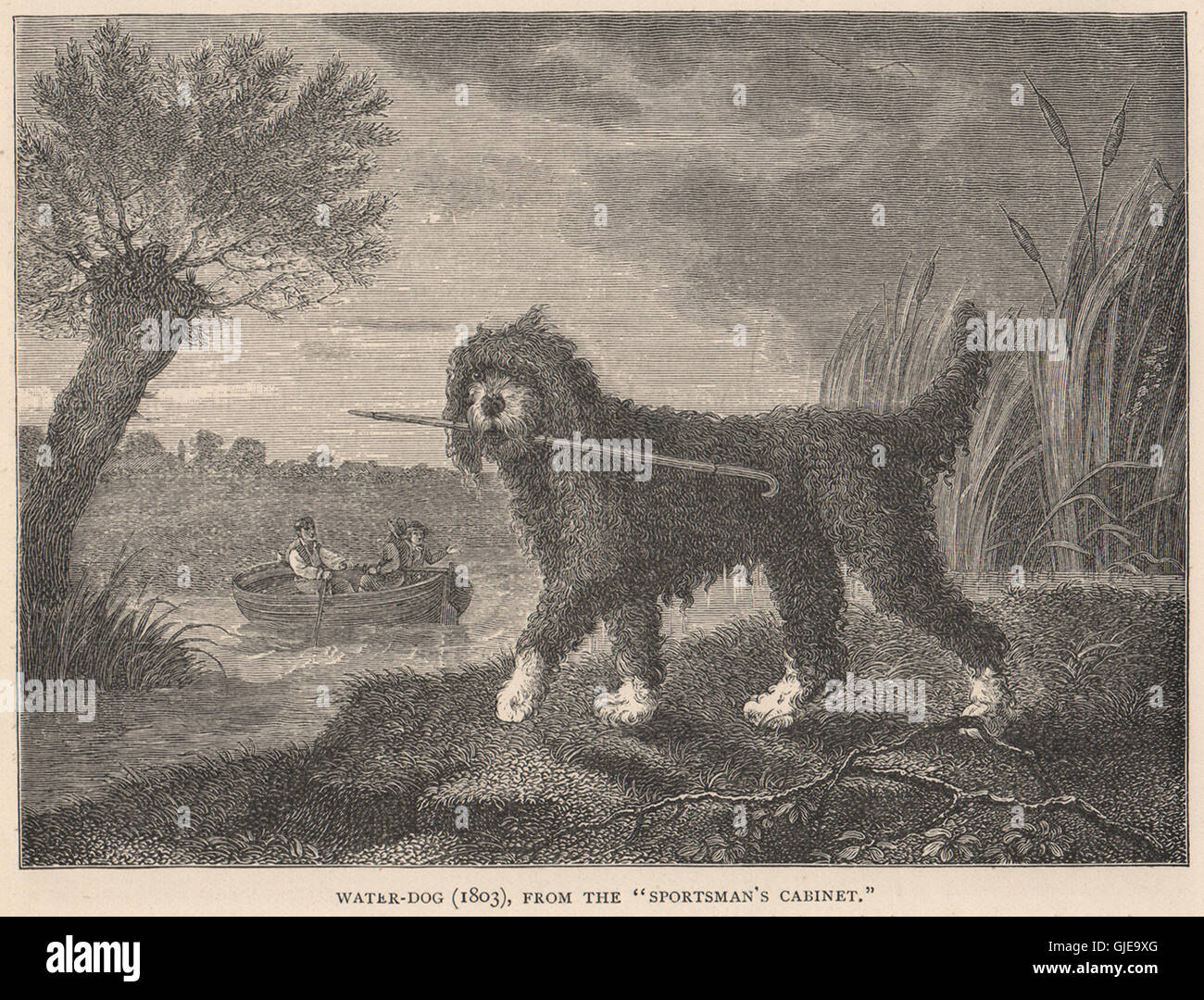 Sportsmans dog hi-res stock photography and images - Alamy