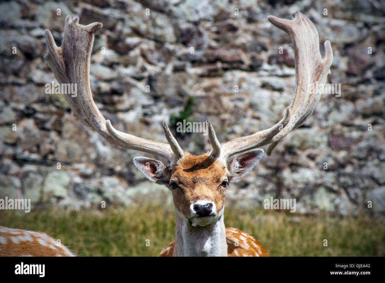 Deer, buck looking into the camera closeup Stock Photo - Alamy