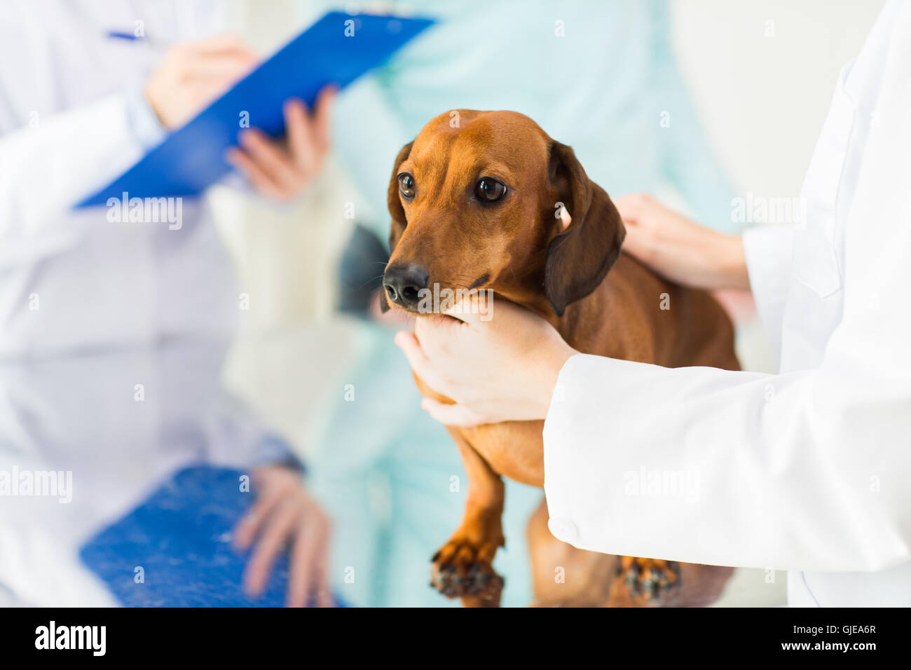 close up of vet with dachshund dog at clinic Stock Photo - Alamy
