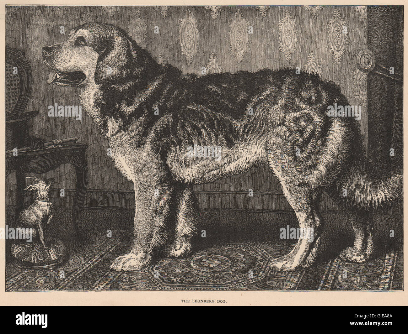 Germany 1881 hi-res stock photography and images - Alamy