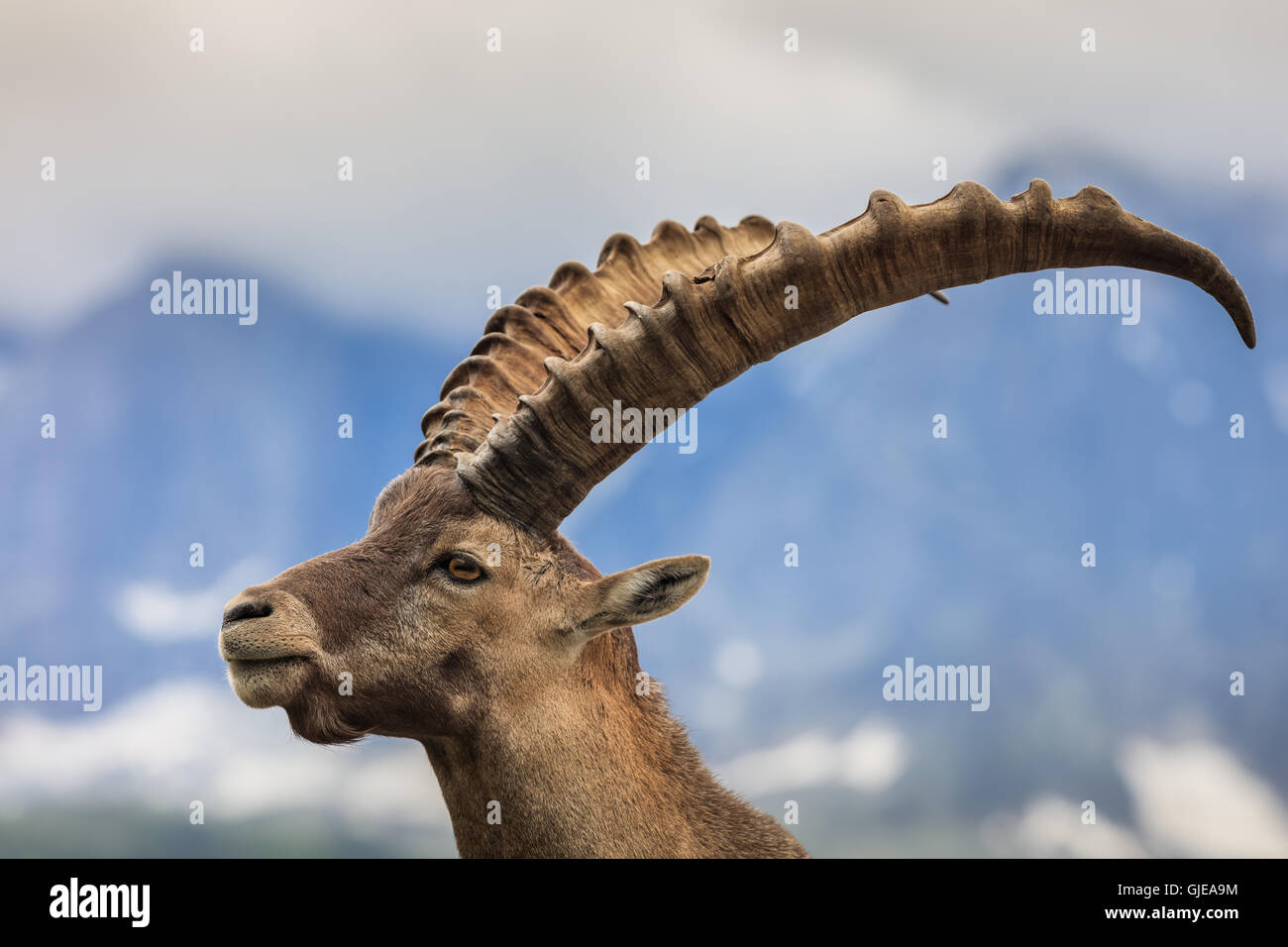 Ibex hi-res stock photography and images - Alamy
