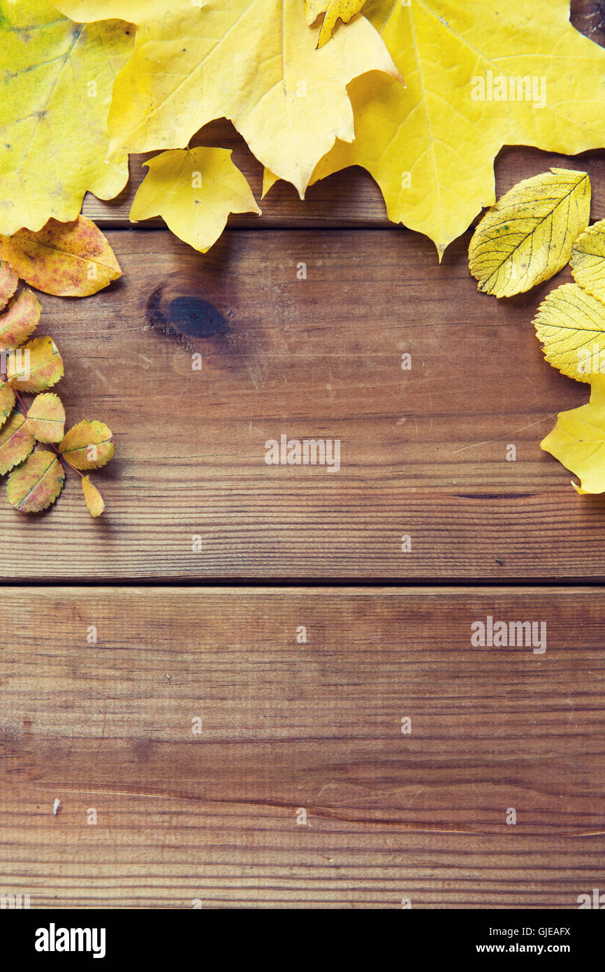 close up of many different fallen autumn leaves Stock Photo - Alamy