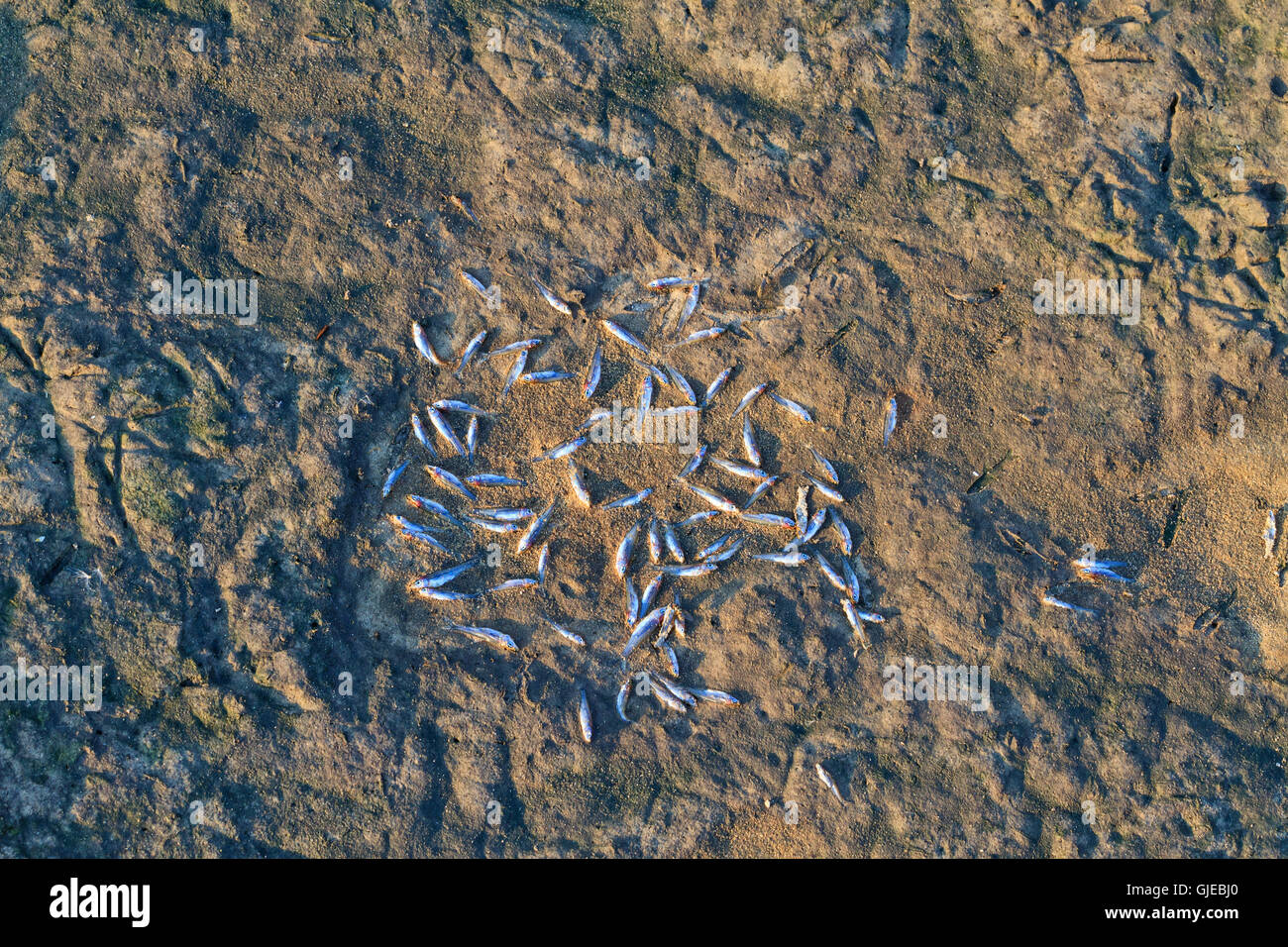 Dead fish pollution california hi-res stock photography and images - Alamy