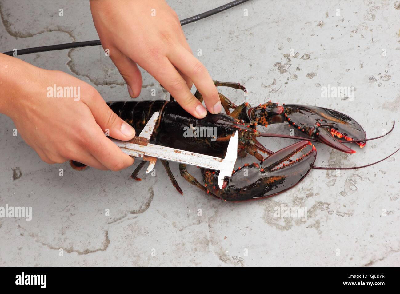 Measuring fresh catch Stock Photo - Alamy