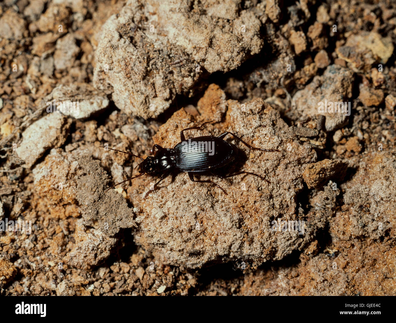 Cave Beetle High Resolution Stock Photography and Images - Alamy
