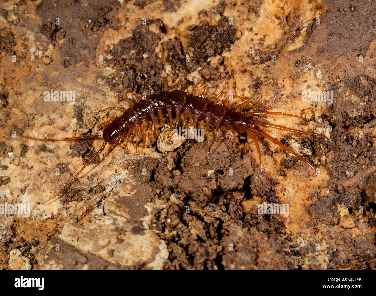 Cave Centipede High Resolution Stock Photography and Images - Alamy