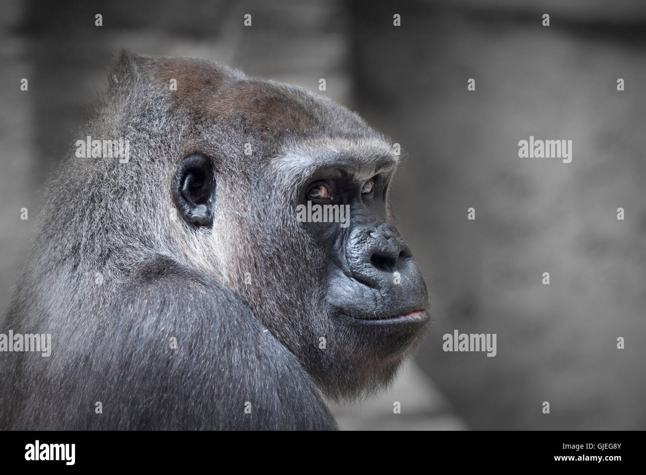 Portrait of a beautiful gorilla looking at camera Stock Photo - Alamy