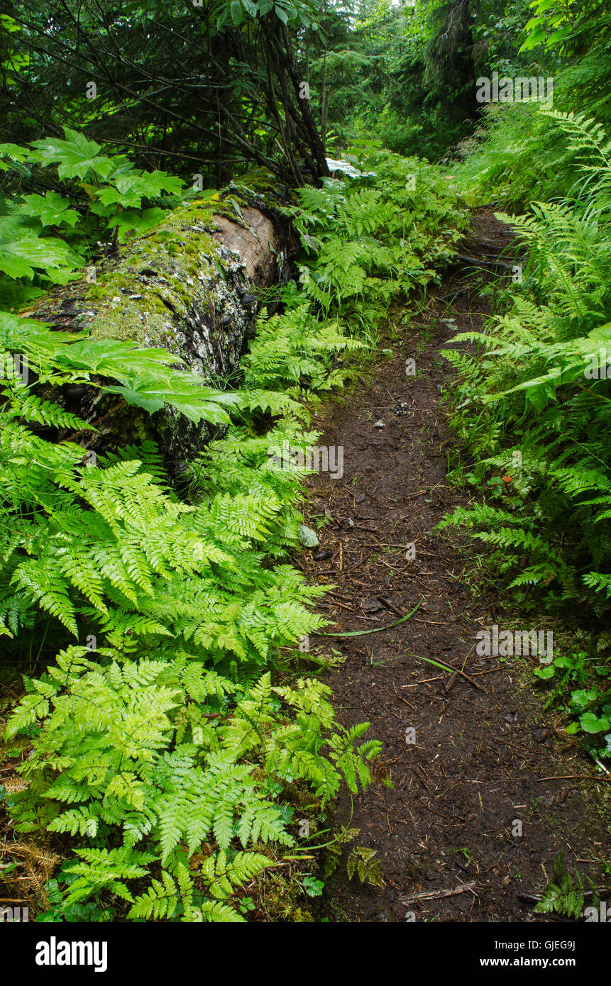 Fern forest hi-res stock photography and images - Alamy