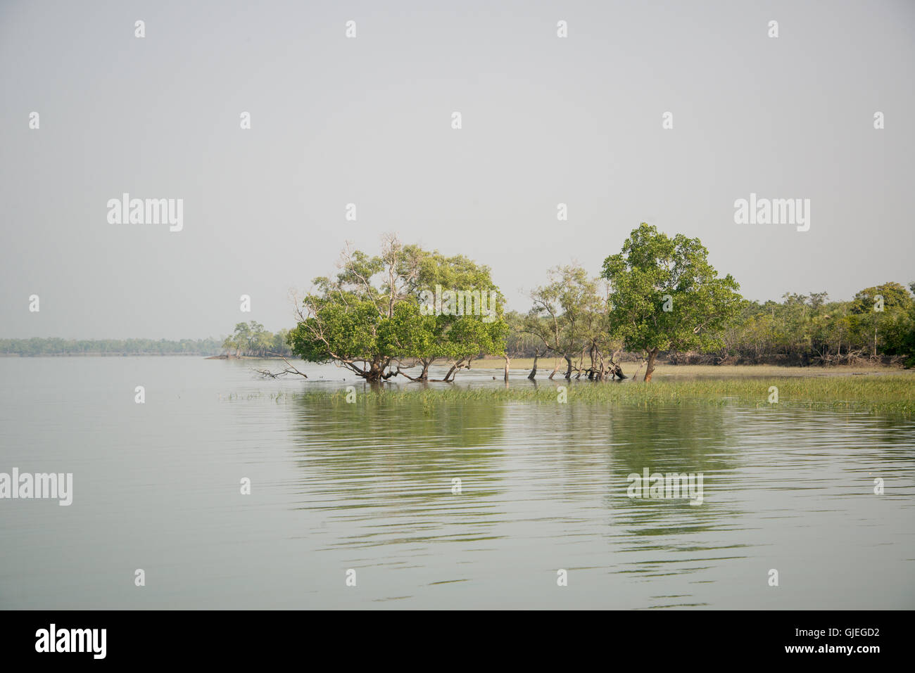 Submerged trees in the Sundarbans, India Stock Photo - Alamy