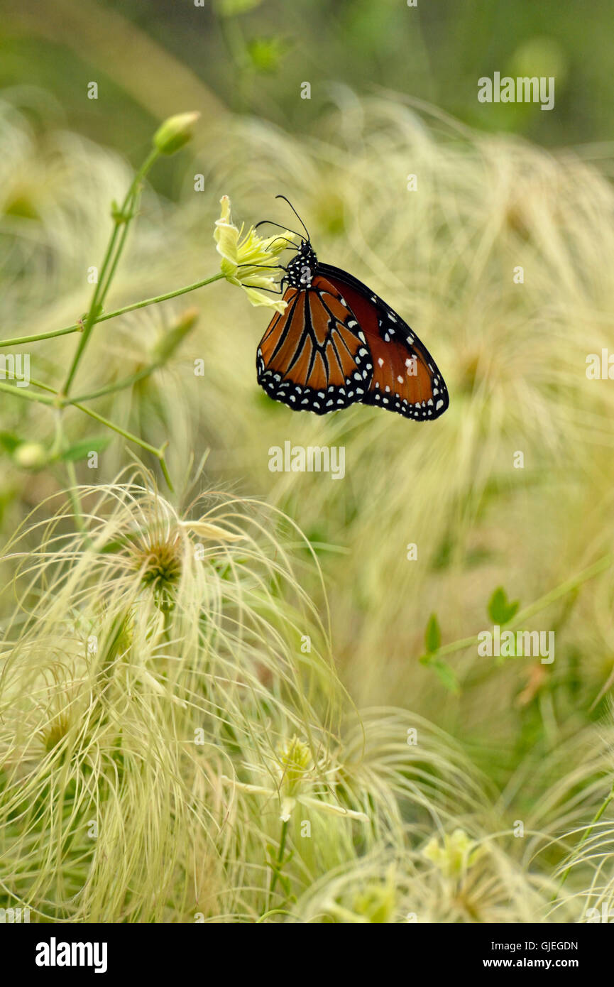 Monarch Butterfly Adaptations High Resolution Stock Photography and ...