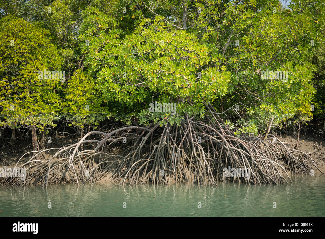 Magnificent mangroves in the Sundarbans National Park, West Bengal, India Stock Photo - Alamy
