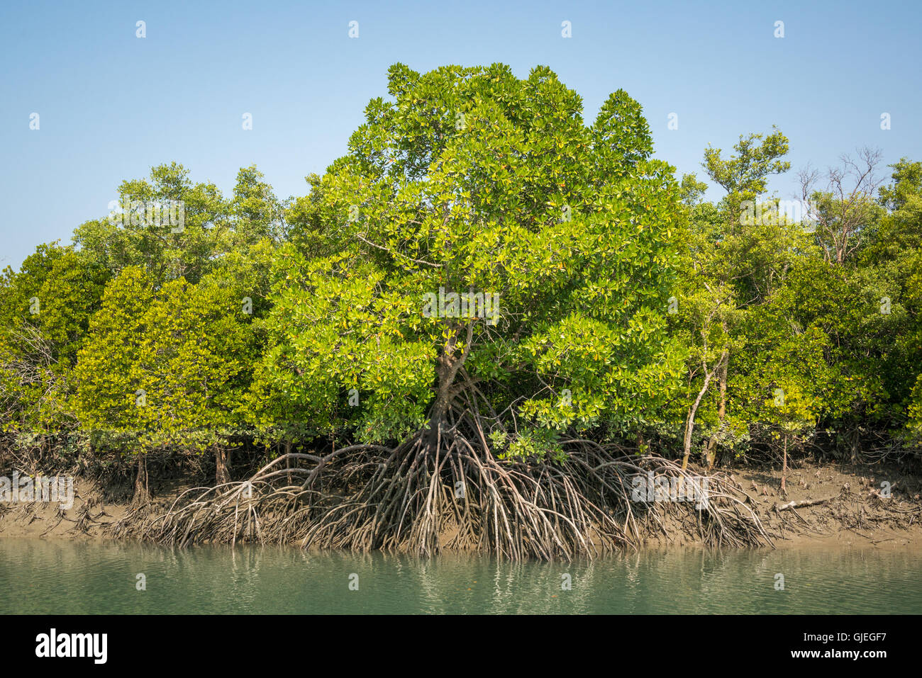 Magnificent Mangroves In The Sundarbans National Park West Bengal magnificent-mangroves-in-the-sundarbans-national-park-west-bengal