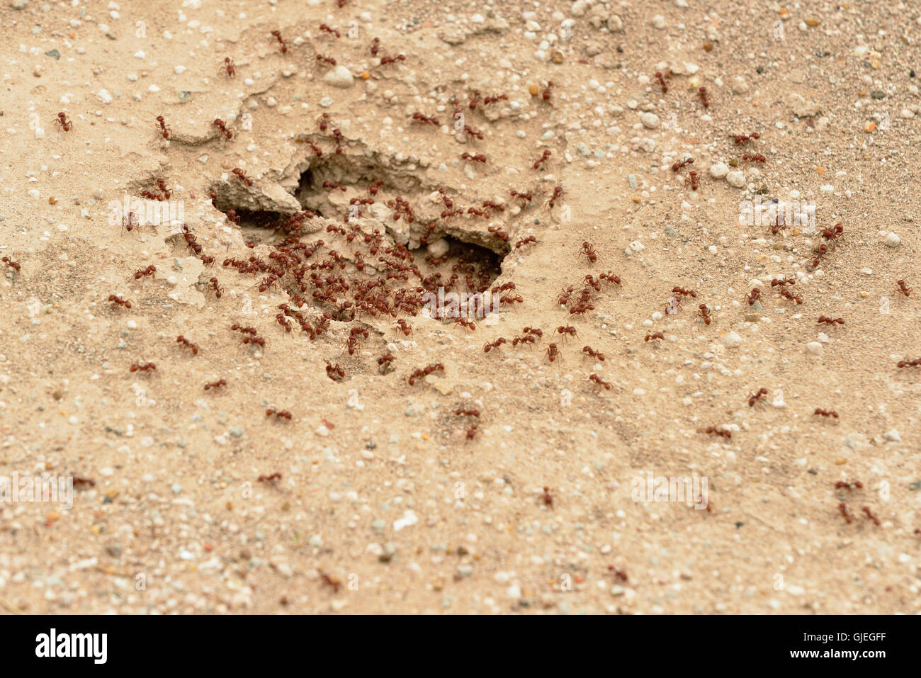 Usa ant species hi-res stock photography and images - Alamy