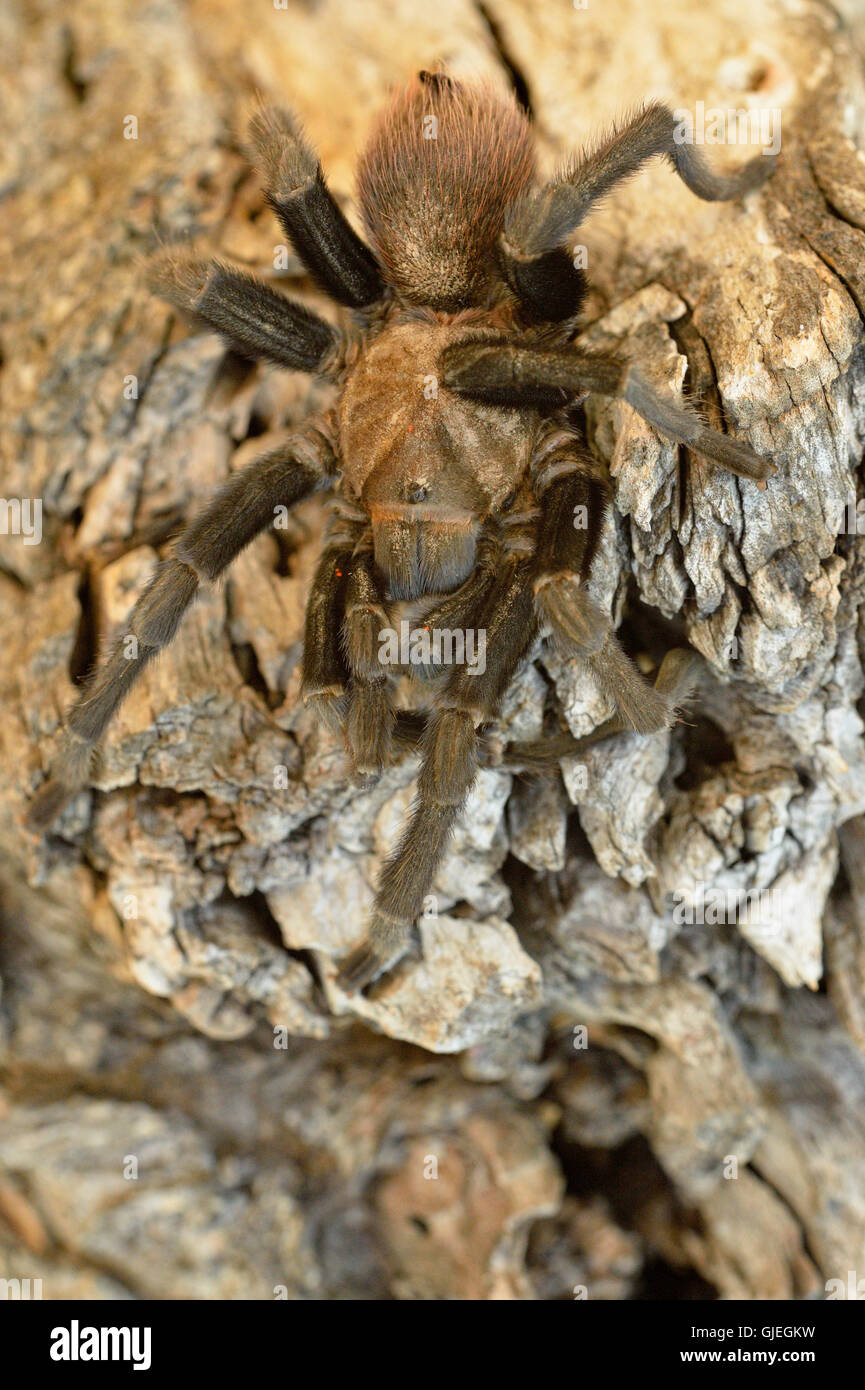 Texas Brown tarantula (Aphonopelma hentzi), Rio Grande City, Texas, USA ...
