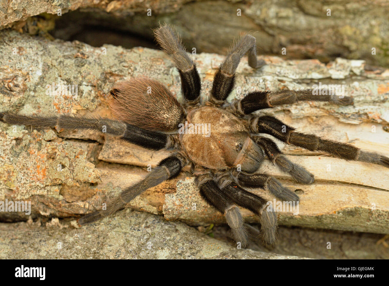 Texas Brown tarantula (Aphonopelma hentzi), Rio Grande City, Texas, USA ...