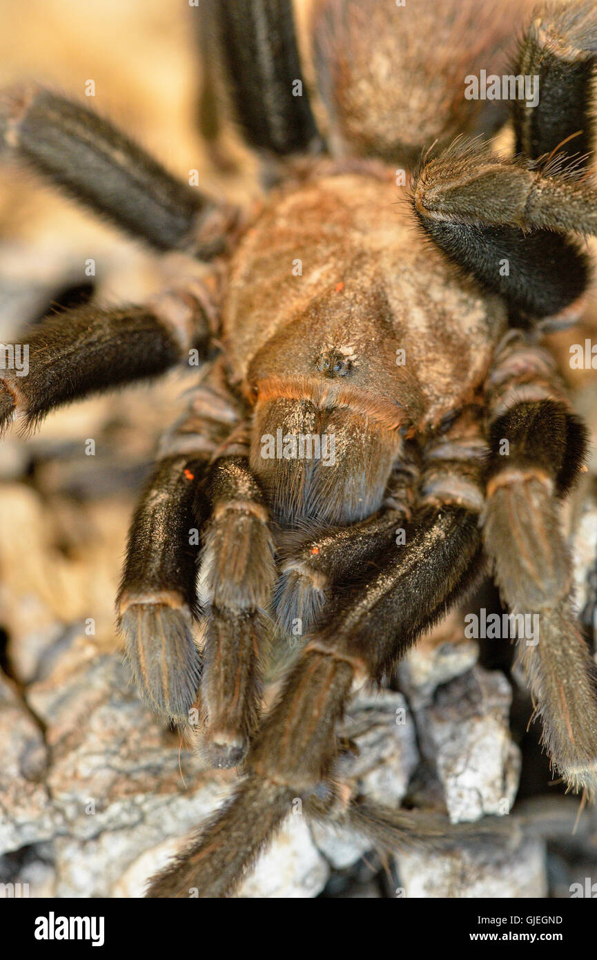 Texas Brown Tarantula High Resolution Stock Photography and Images - Alamy