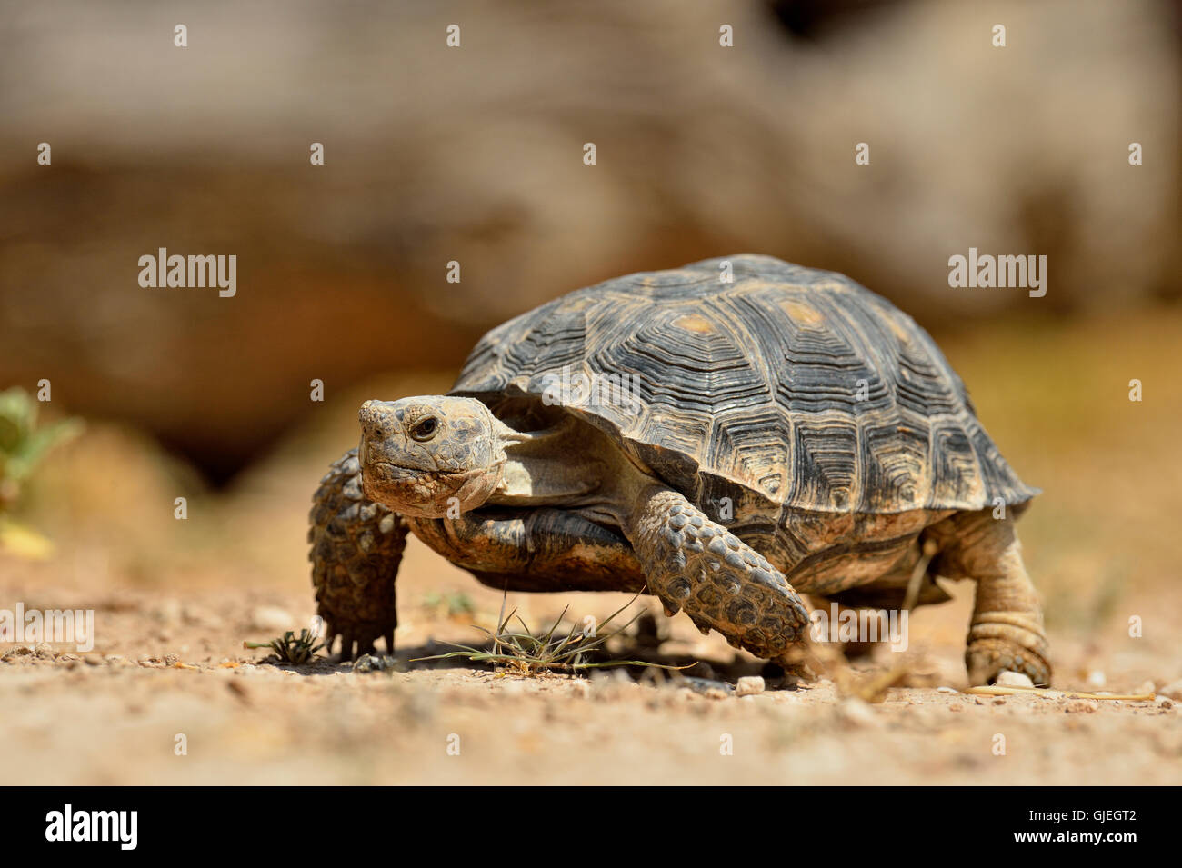 Texas tortoise hi-res stock photography and images - Alamy