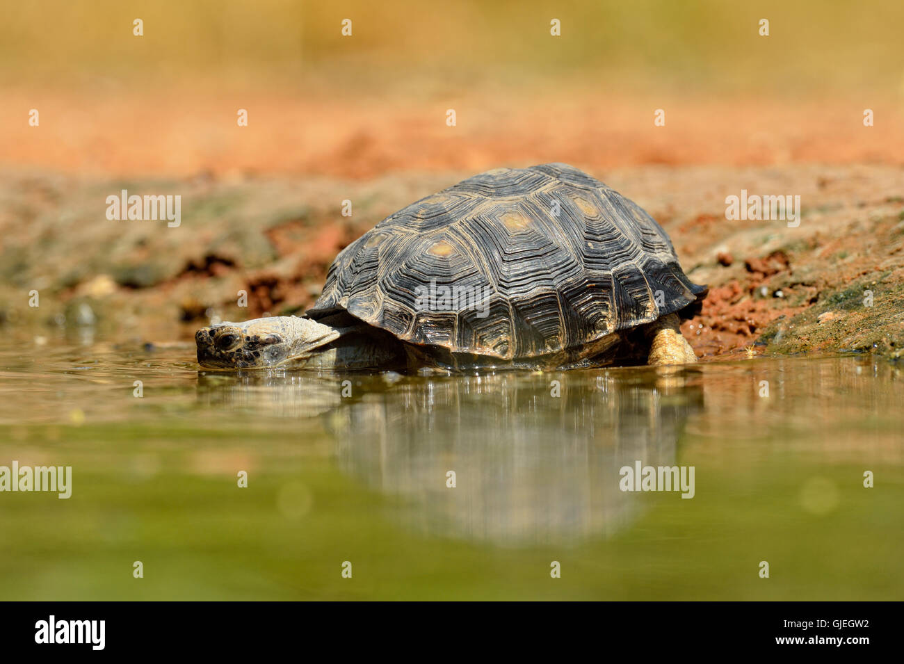 Texas Tortoise (Gopherus berlandieri), Rio Grande City, Texas, USA ...